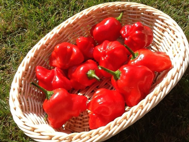 Sweet Chilli Jam - Tales From The Kitchen Shed