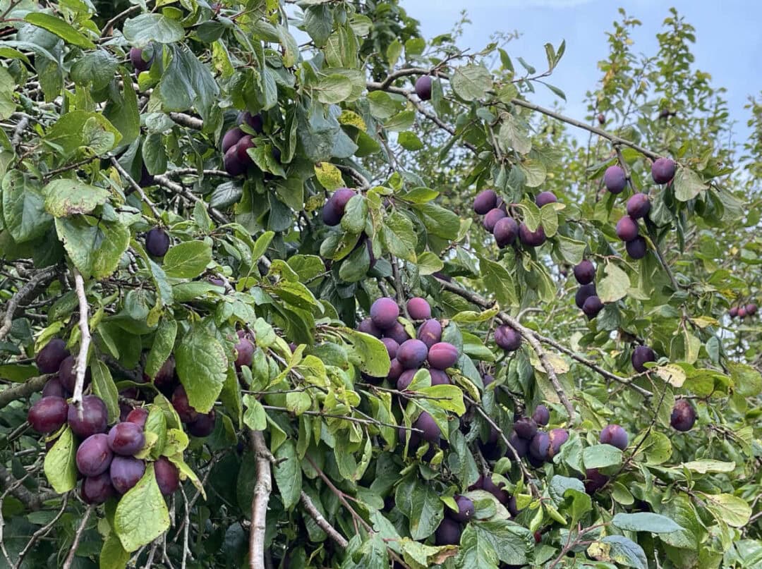 Easy Plum Jam - Tales From The Kitchen Shed